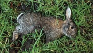 How To Dispose Of A Dead Rabbit - How to Dispose